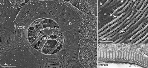 The Cytoskeleton Of Giardia Intestinalis Intechopen