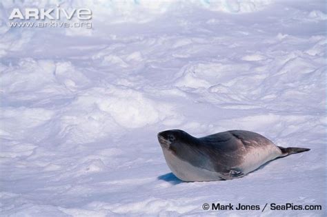 Ross Seals