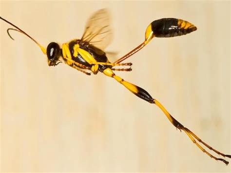 Wasps In New Zealand Types Nests Stings Professional Pest Manager