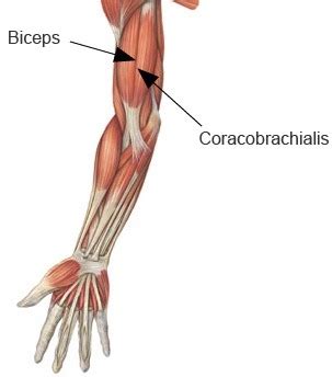 Muscle Positions And Actions 2 Flashcards Quizlet