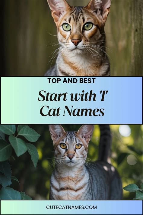 50 Elegant Russian Blue Cat Names As Mysterious And Regal As They Are