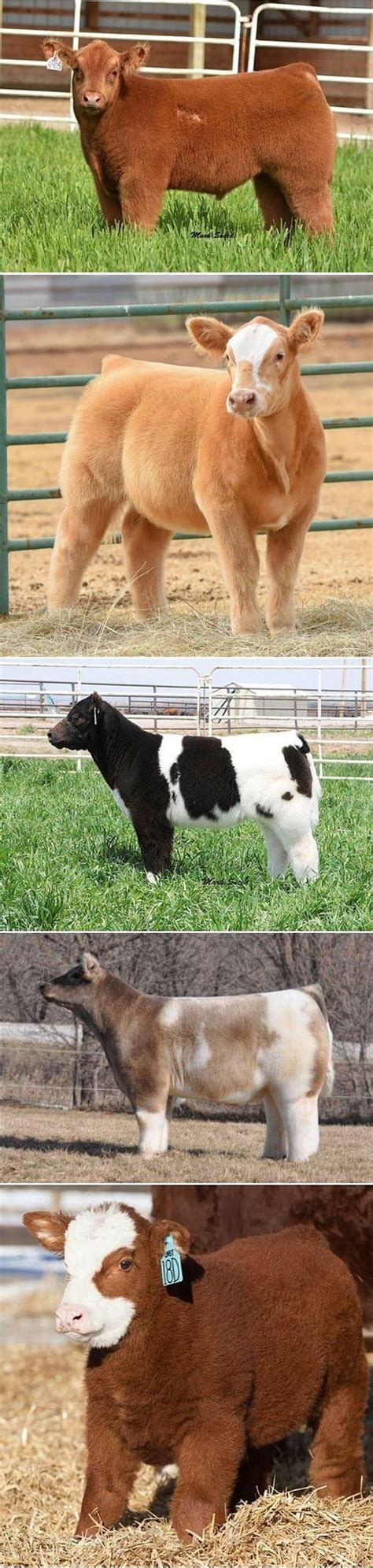 블라인드 유우머 목욕한 송아지