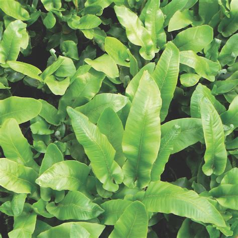 Asplenium Scolopendrium Bowdens Nursery