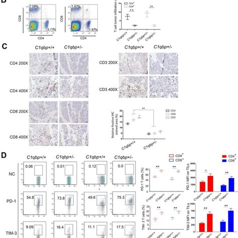 C1qbp Knockdown Alters T Cell Mitochondrial Morphologies A T Cells