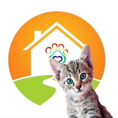 Kittysitty Cat Behaviorist Stafford