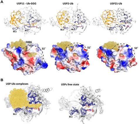 Ubiquitin Specific Protease 11 Structure In Complex With An Engineered Substrate Mimetic Reveals