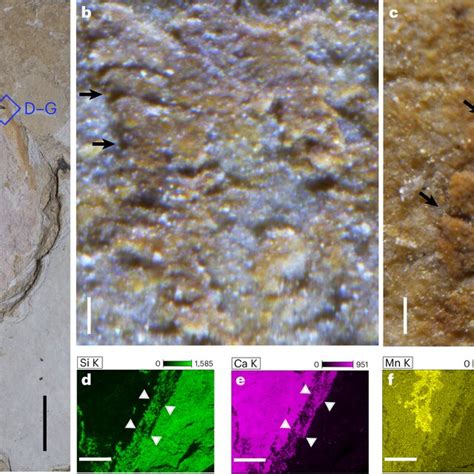 Ct Scans Of The Choristodere Skeleton Ikechosaurus Sp And Its