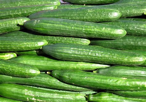 Cucumber The Canadian Encyclopedia