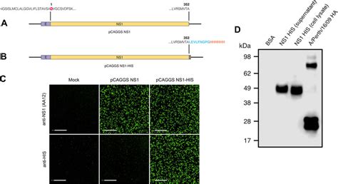 Generation Of Expression Plasmids Encoding Zikv Ns1 A Download