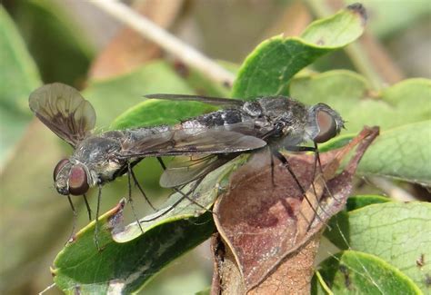 Mating Bee Flies What S That Bug