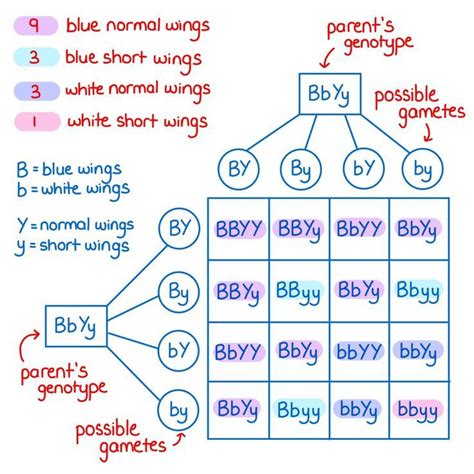 Dihybrid Inheritance Explained