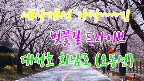 Playlist 🌸봄에 듣기 좋은 노래 🌸세상에서 가장 긴 벚꽃길 드라이브 🌸 대청호 회남로 오동선 벚꽃길 🌸 드라이브 영상 Youtube
