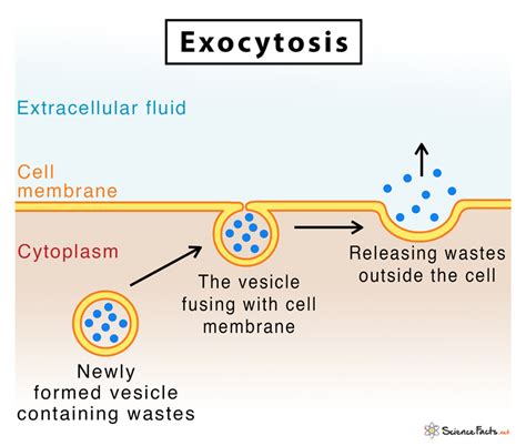 Exocytosis Definition Functions With Examples And Diagram