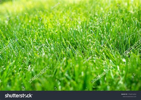 Guide To Identifying Your Midwestern Grass