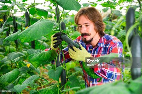 행복한 독일 농부 는 핫하우스에서 오이의 작물을 재배 25 29세에 대한 스톡 사진 및 기타 이미지 25 29세 30 34세 건강한 생활방식 Istock