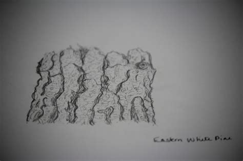 Tree Bark Sketch At PaintingValley Com Explore Collection Of Tree Bark Sketch