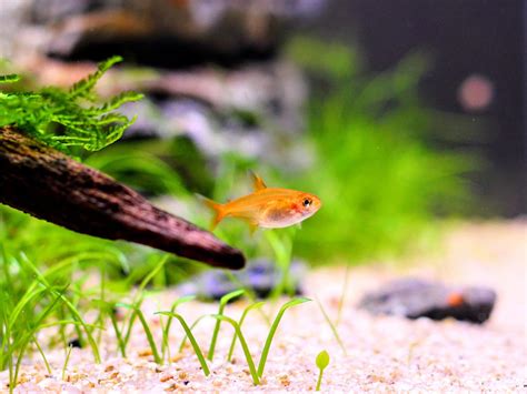 Ember Tetra Complete Guide To Care Breeding Tank Size And Disease