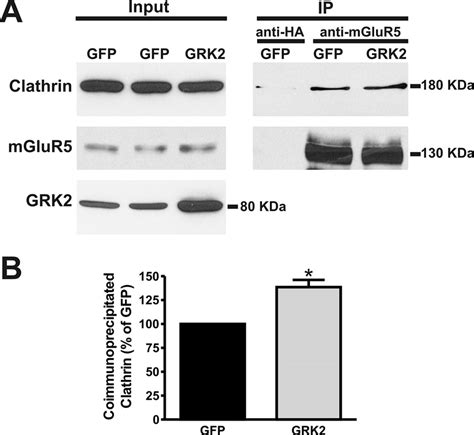 Grk2 Overexpression Leads To An Increase In Clathrin Recruitment To