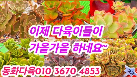 동화다육💗애플민트라즈아가금알비안토마슨에스메랄다렐레나핑크라떼아티헤라아레나스미국블루라이트수아철화🌸249
