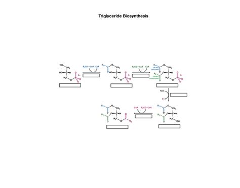 Triglyceride Synthesis Quiz