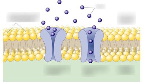 Diagram Of Cell Membrane Of The Neuron Quizlet