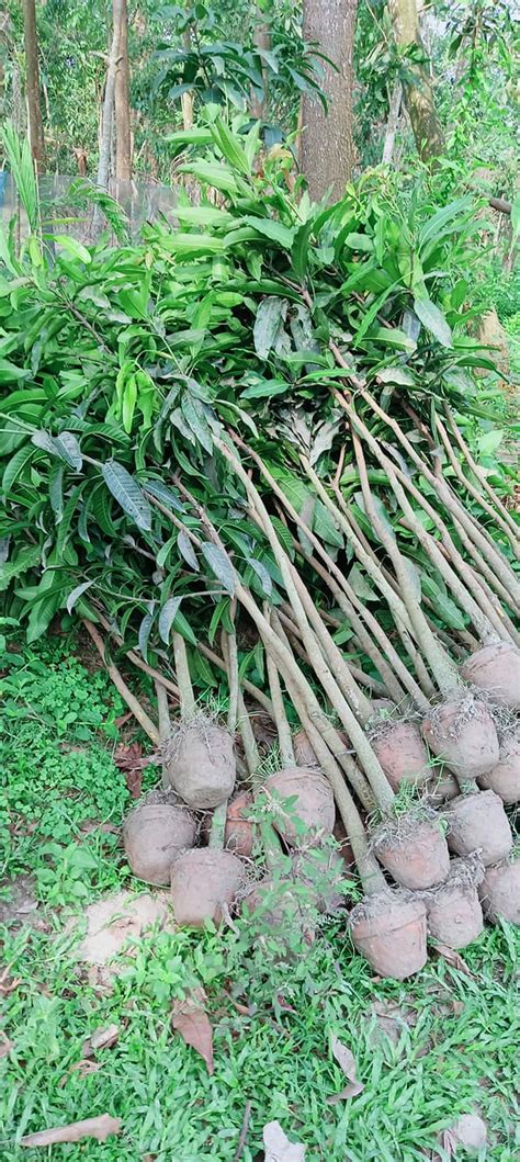 রংধনু নার্সারী এন্ড এগ্রো ফার্ম Home