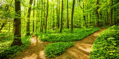 The Difference Between Problem Solving And Decision Making Alignorg