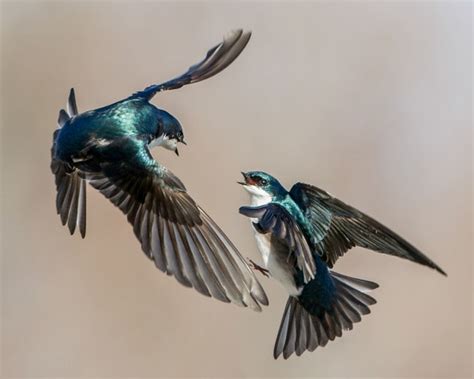 Tree Swallow Audubon Field Guide Tree Swallow Audubon Field Guide