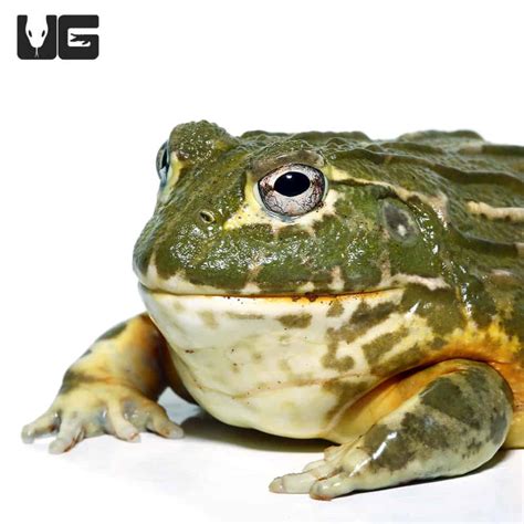 Giant Pixie Frogs For Sale Underground Reptiles