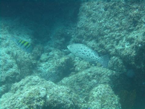Sawtail Grouper Mycteroperca Prionura Marine Life Identification