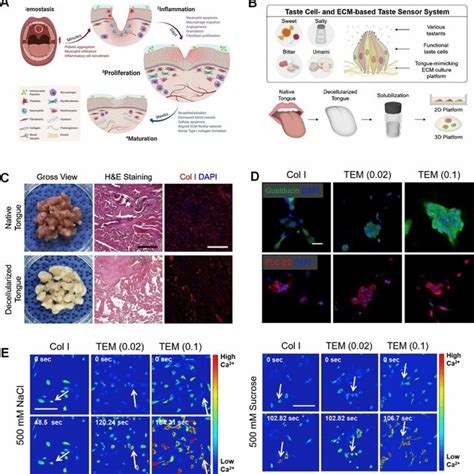 Applications Of Collagen Based Biomaterials In Oral Mucosa Repair A