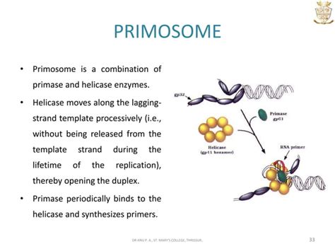 Dna Replication Prokaryotes Ppt