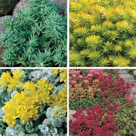 Creeping Sedum How To Plant Grow And Nurture Sedum Plants The Plant