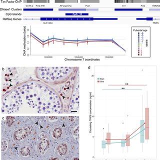 Identification Of Differentially Methylated Regions Associated With Download Scientific Diagram
