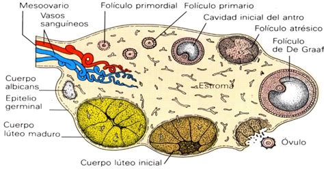 Historias De Una CuquimamÁ Recuento De FolÍculos Antrales