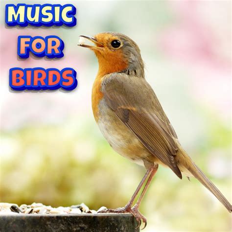 Music For Birds Spotify
