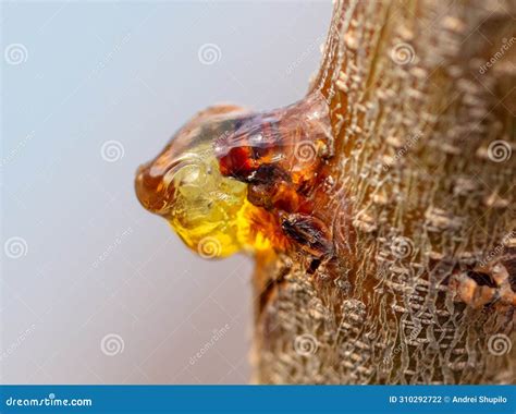 Resin On Tree Bark Macro Stock Photo Image Of Tree