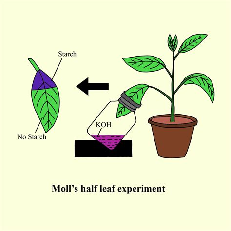 Molls Half Leaf Experiment Proves That Is Essential For