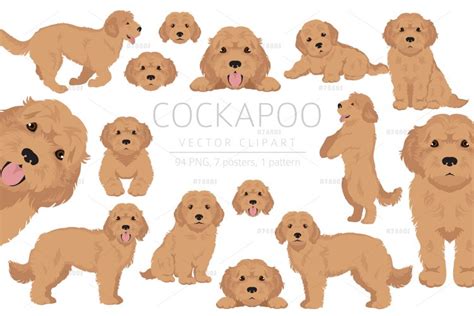 Cockapoo Clipart 2022421