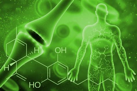 The Endocannabinoid System Everything You Need To Know By Aaron Cadena Cbd Origin Medium
