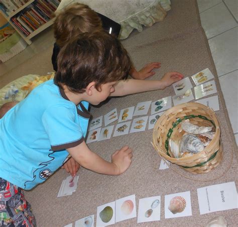 Shells Shells And More Shells Natural Beach Living