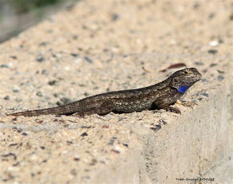 Blue Belly Western Fence Lizard On A Fence San Joaquin Flickr