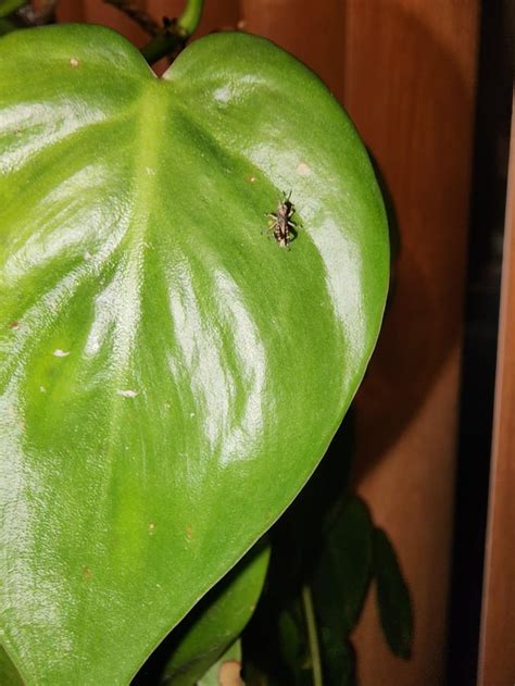 Tiny Black Grasshoppers In My Philodendron Help R Plantclinic
