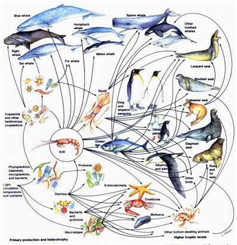 Trophic Levels And Food Chains Artofit