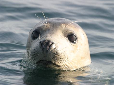 Common Or Harbour Seal Phoca Vitulina Marlin The Marine Life Information Network
