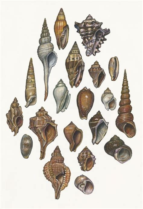 1000 Images About She Sells Sea Shells On Pinterest