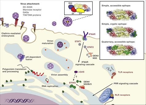 Molecular Insight Into Dengue Virus Pathogenesis And Its Implications