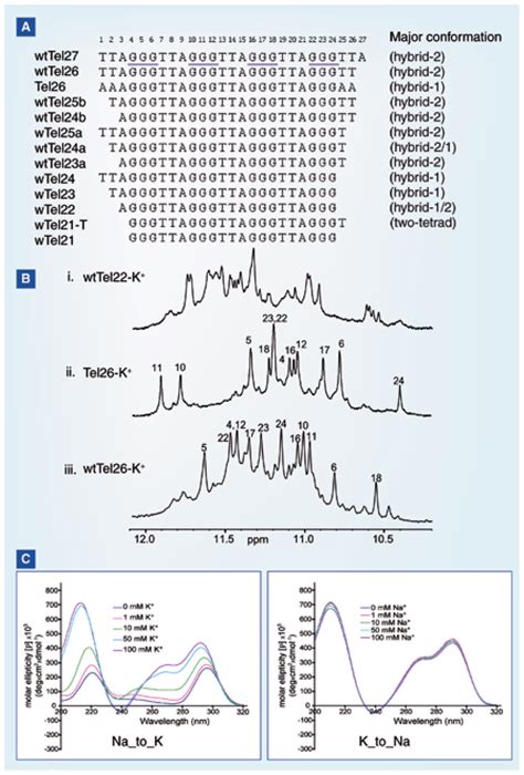 A Four G Tract Human Telomeric Sequences With Different Flanking