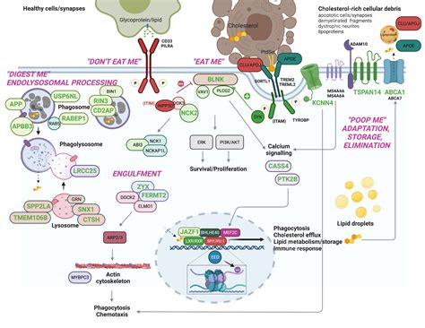The Complex Genetic Architecture Of Alzheimers Disease Novel Insights And Future Directions