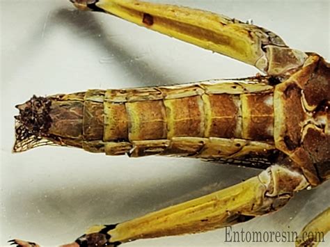 Melanoplus Bivittatus Two Striped Grasshopper